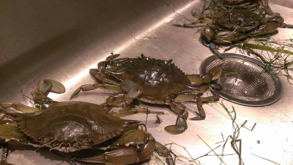 Blue Crabbing on Cape Cod | Platinum Pebble Boutique Inn